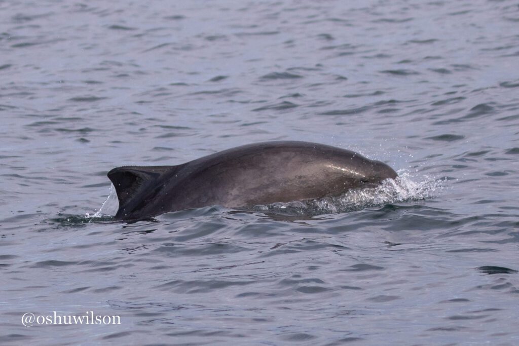 Marine Life In Cornwall: Learn About Cornish Sea Life