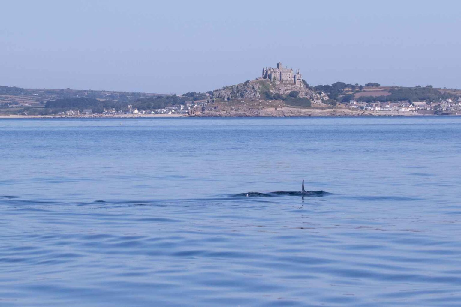 Putting Cornwall’s Marine Wildlife On The Map - Coast Boat Trips Cornwall