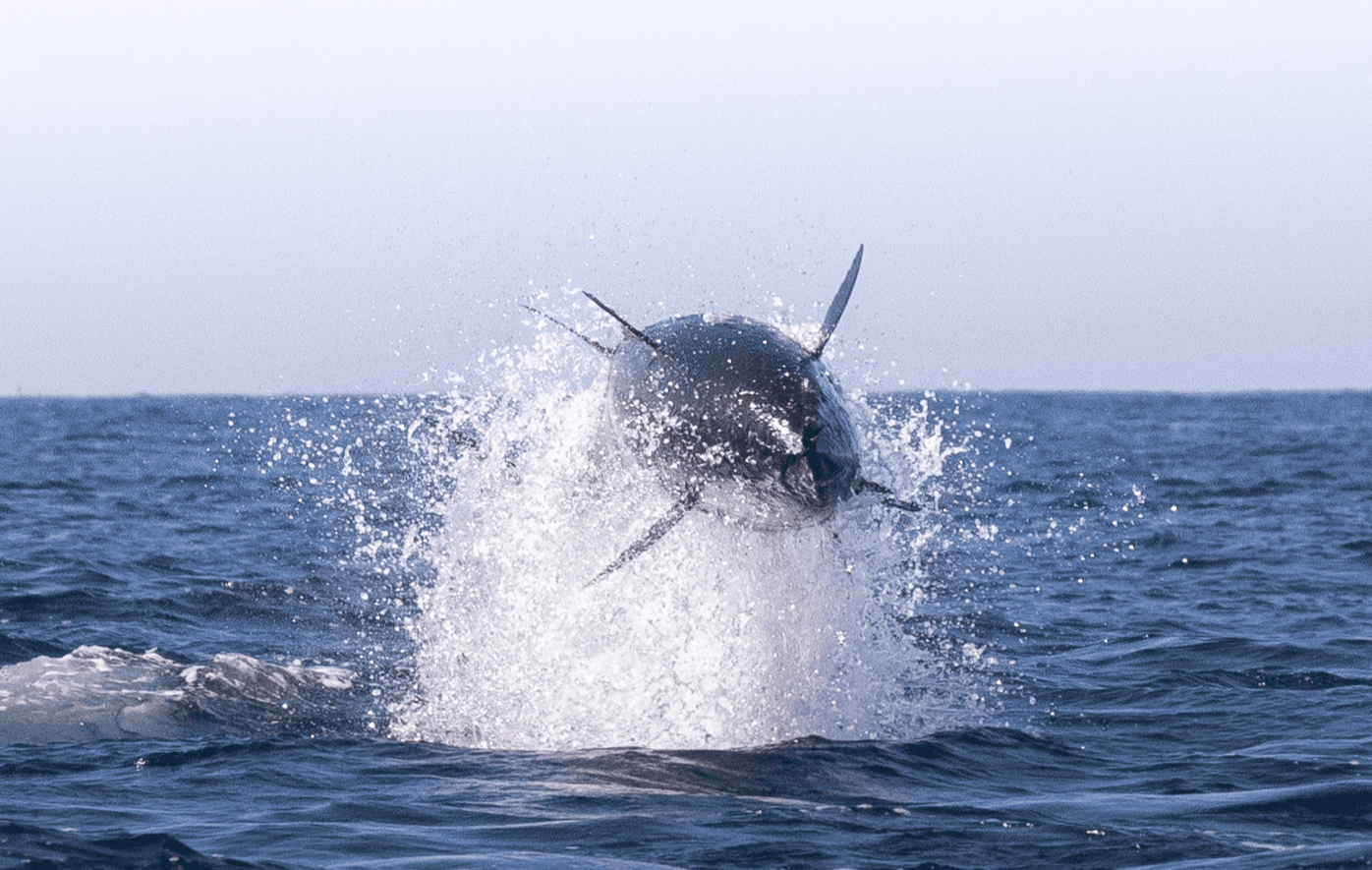 Marine Life In Cornwall: Learn About Atlantic Bluefin Tuna