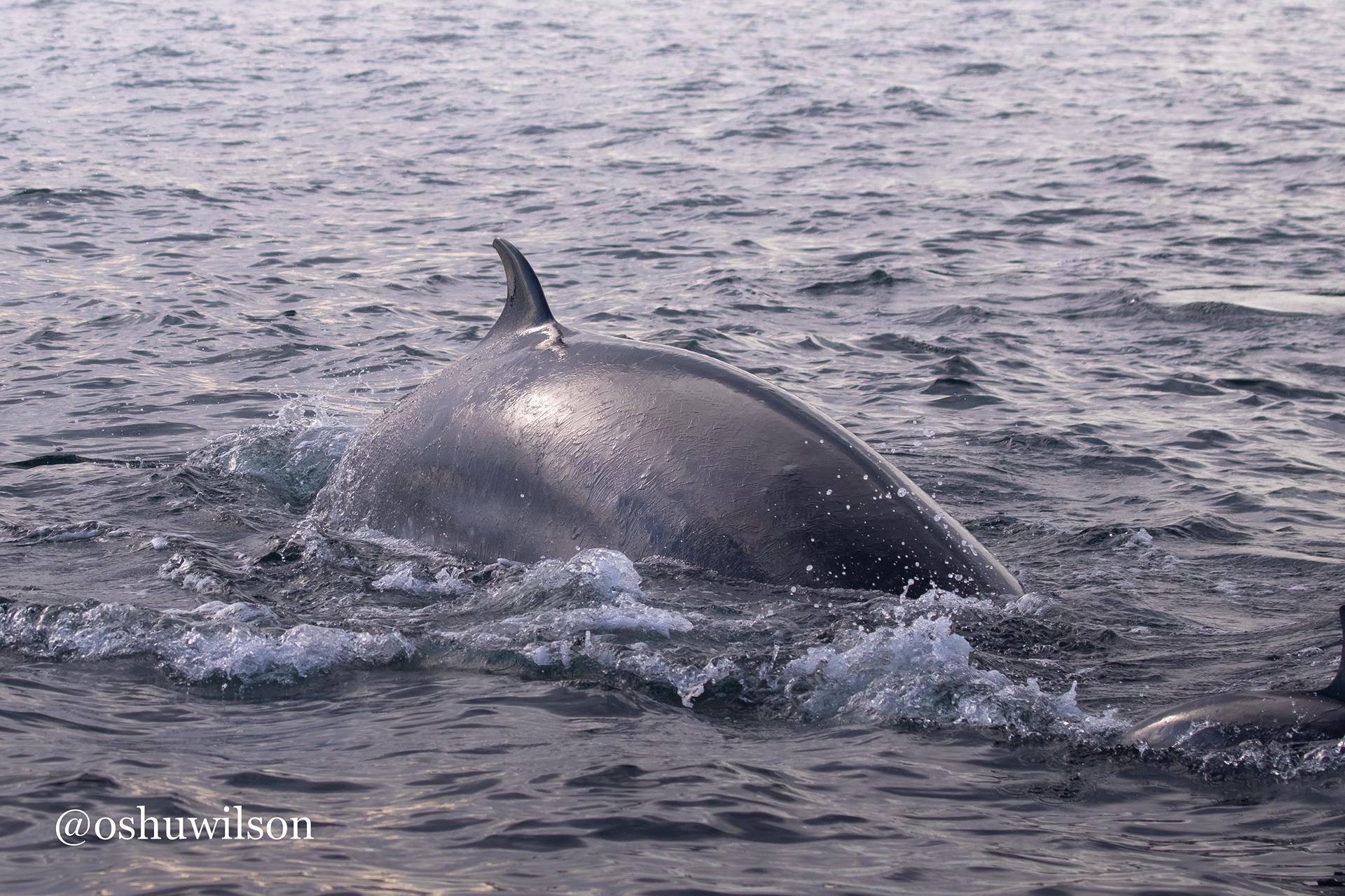 Marine Life In Cornwall: Learn About Whale Species