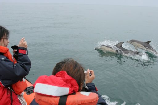 Marine Life In Cornwall: Learn About Cornish Dolphins