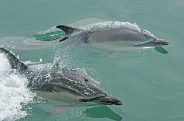 Marine Life In Cornwall: Learn About Cornish Dolphins