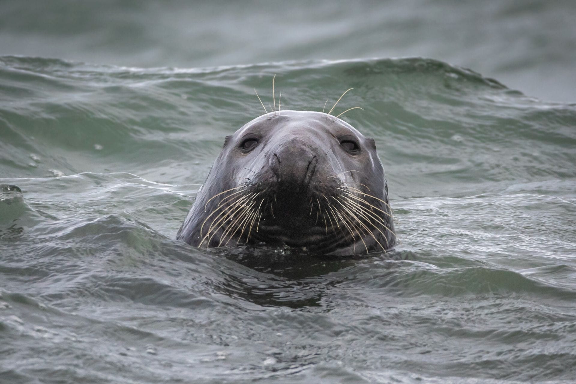 Marine Life In Cornwall: Learn About Cornish Seals
