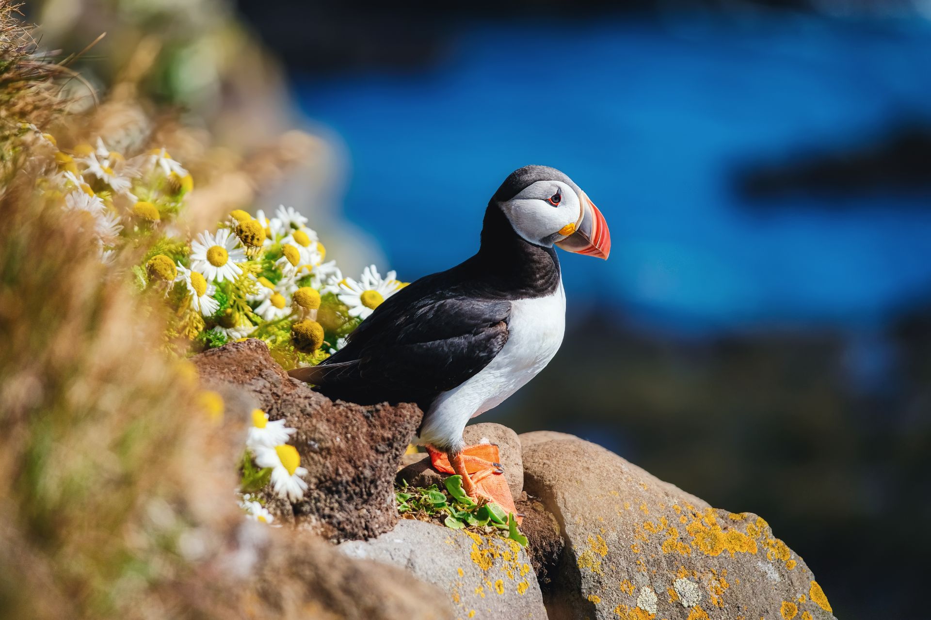 Marine Life In Cornwall: Learn About Cornish Sea Birds